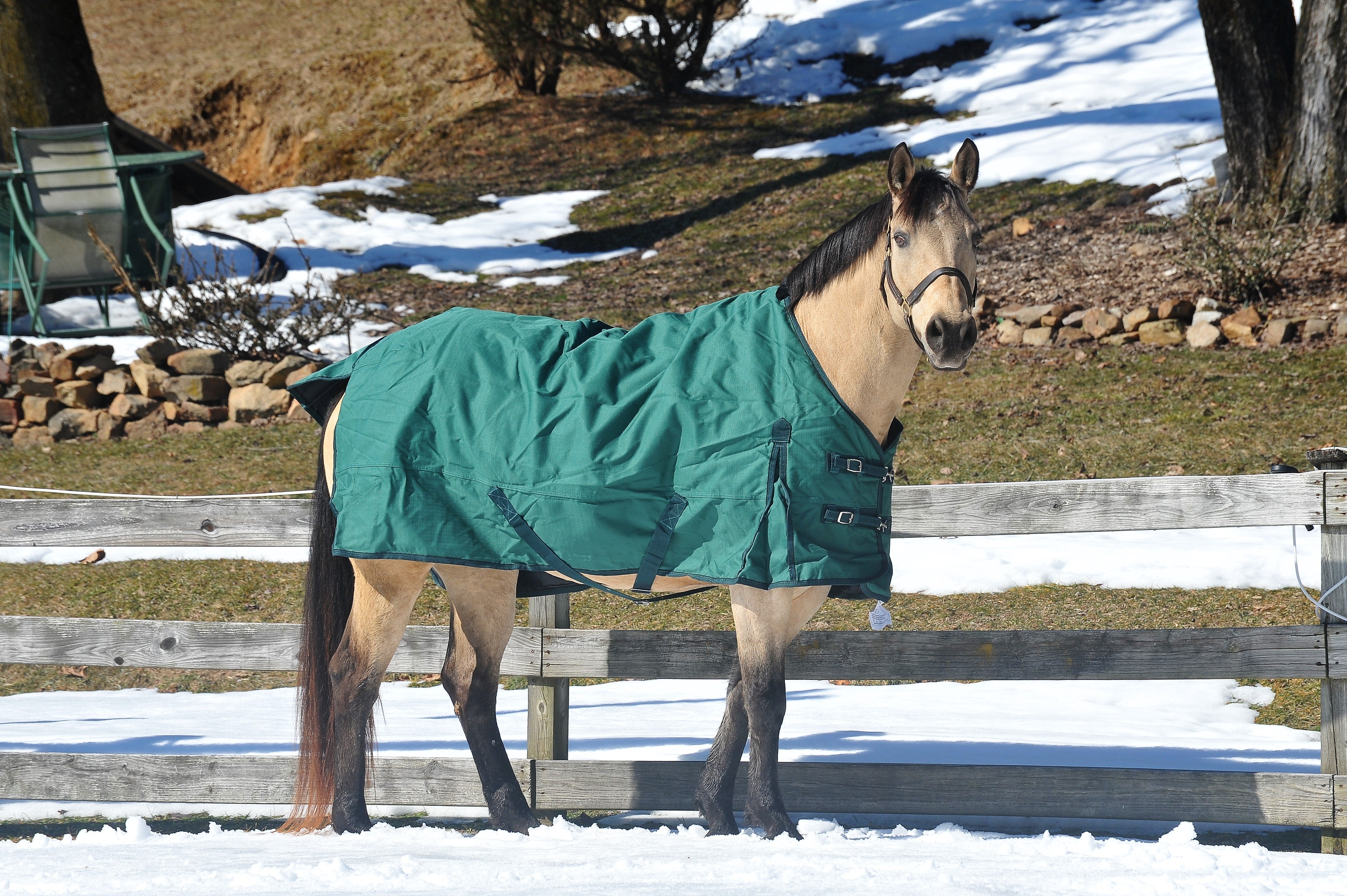 Horse Fetlock Boots | Tendon Boots | Leg Wraps – Grewal Equestrian
