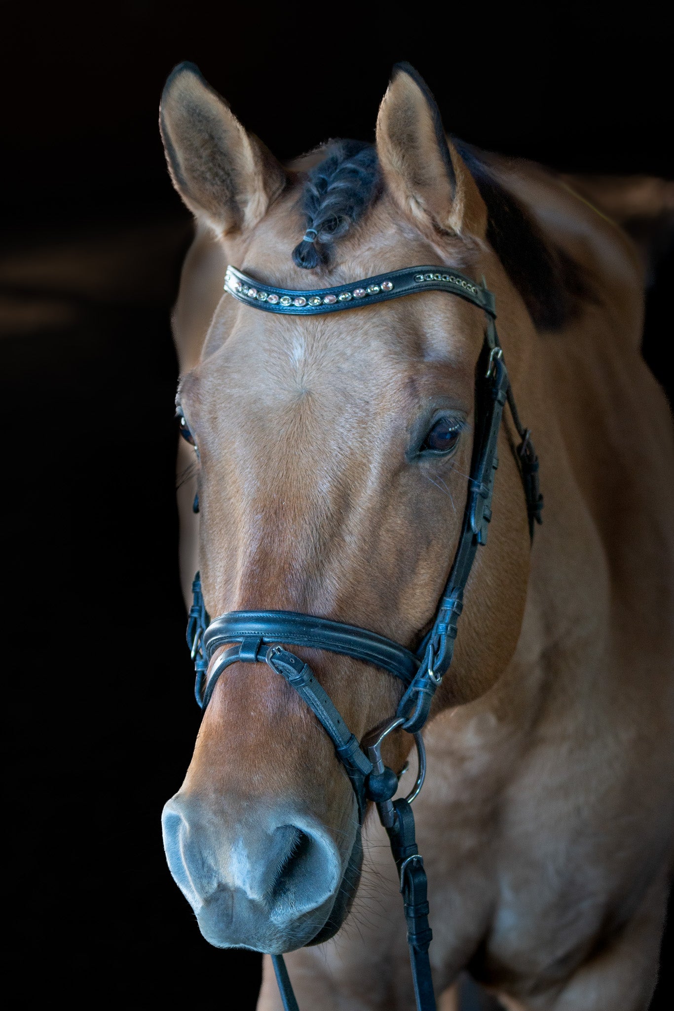 Champagne Chain Browband – Grewal Equestrian