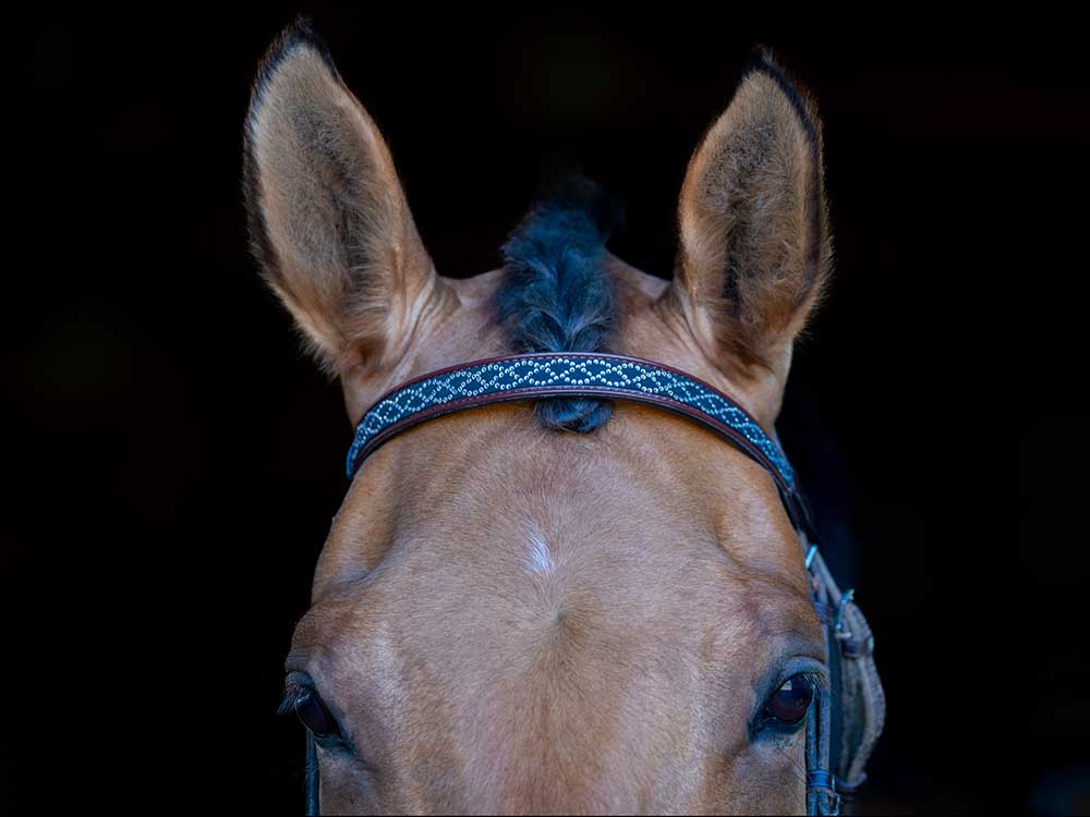 Intertwining Chain Browband – Grewal Equestrian