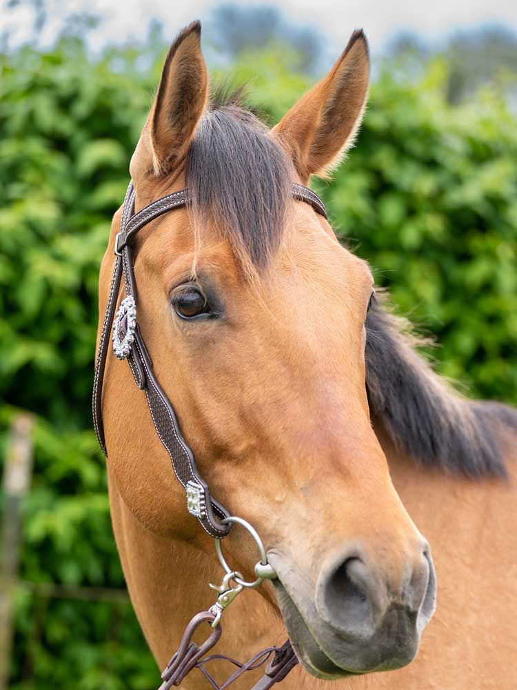 Bristol with Bling Headstall – Grewal Equestrian