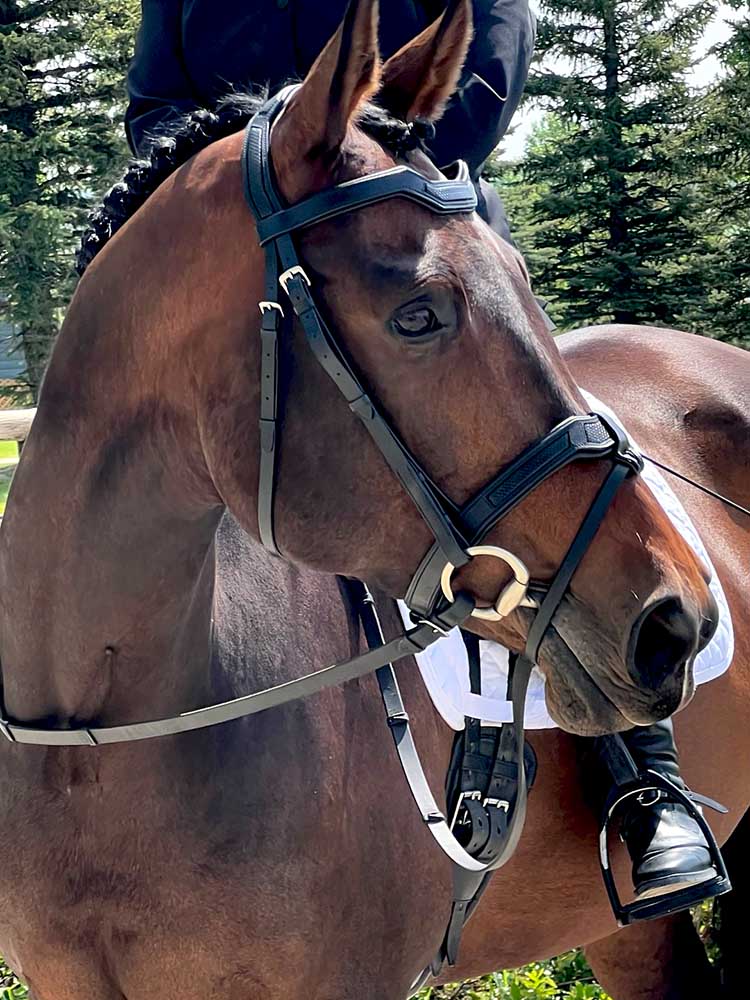 Cobra English Bridle with Removeable Flash – Grewal Equestrian